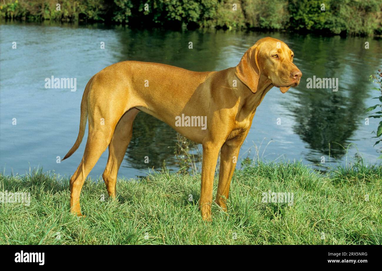 Hungarian shorthaired pointers hi-res stock photography and images - Alamy