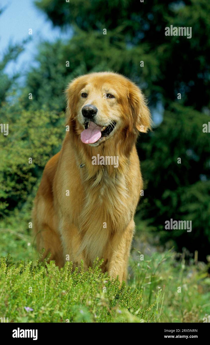 Hovawart, Puppy, Hofwart or Hofward, FCI, Standard No. 190 Stock Photo ...