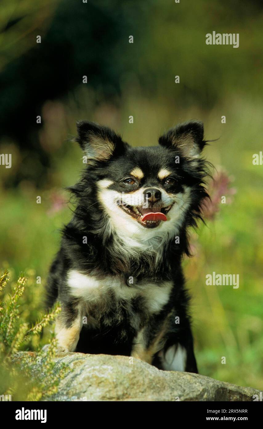 Techichi hi-res stock photography and images - Alamy