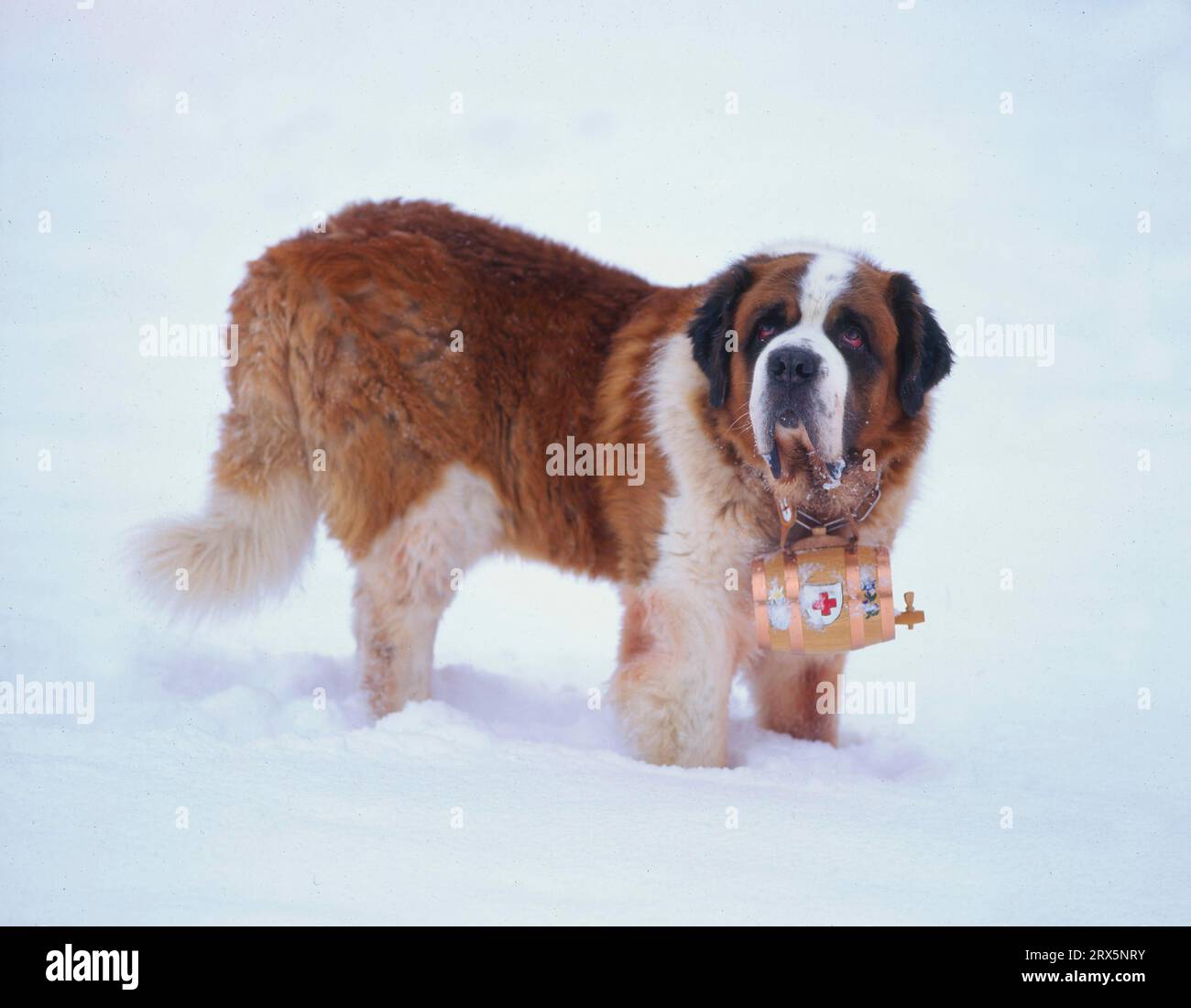 St. Bernard, prone, FCI, Standard No. 61 Stock Photo - Alamy