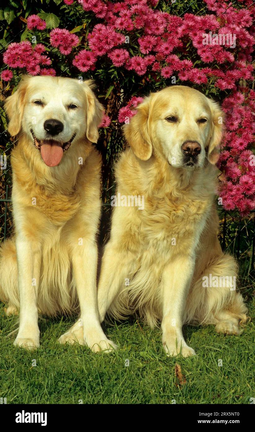 2 two Golden Retrievers FCI Standard No. 111 Stock Photo - Alamy