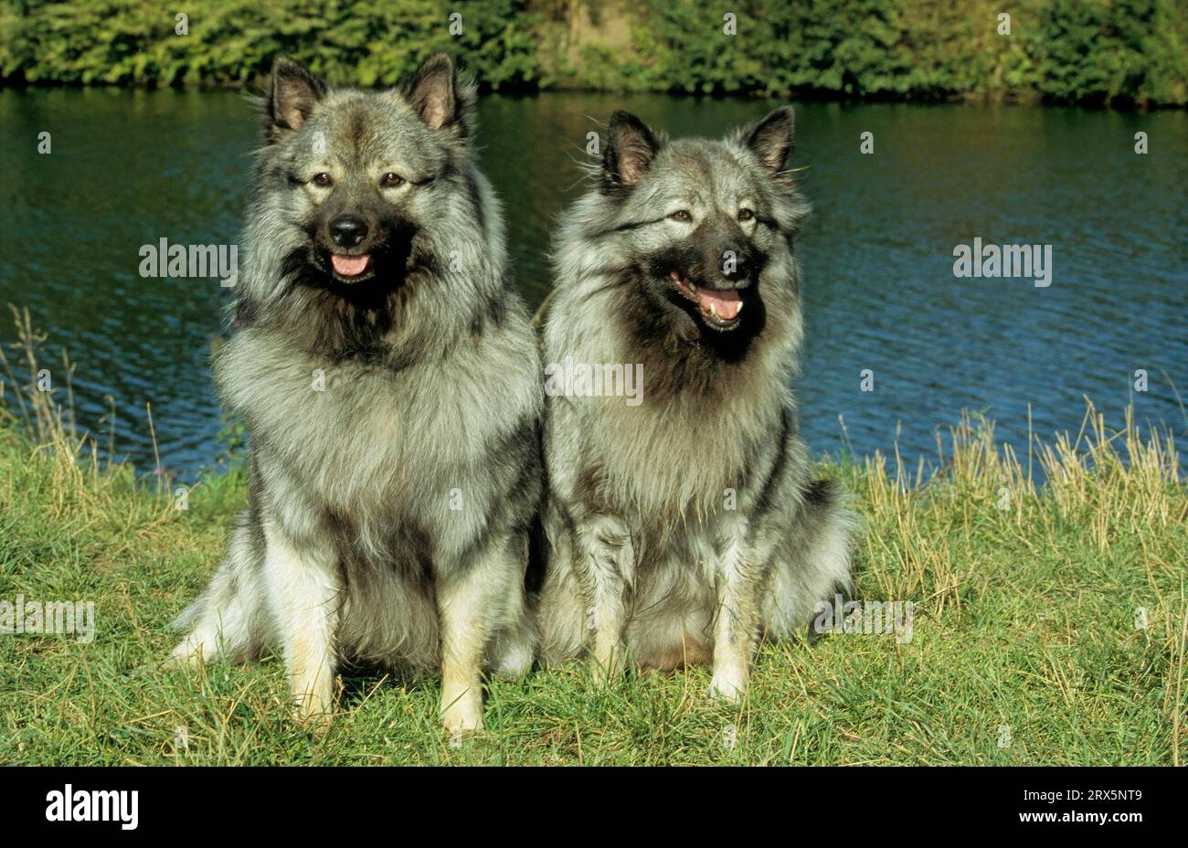 Wolfspitz, male and female, German Spitz, FCI, Standard No. 97 Stock ...