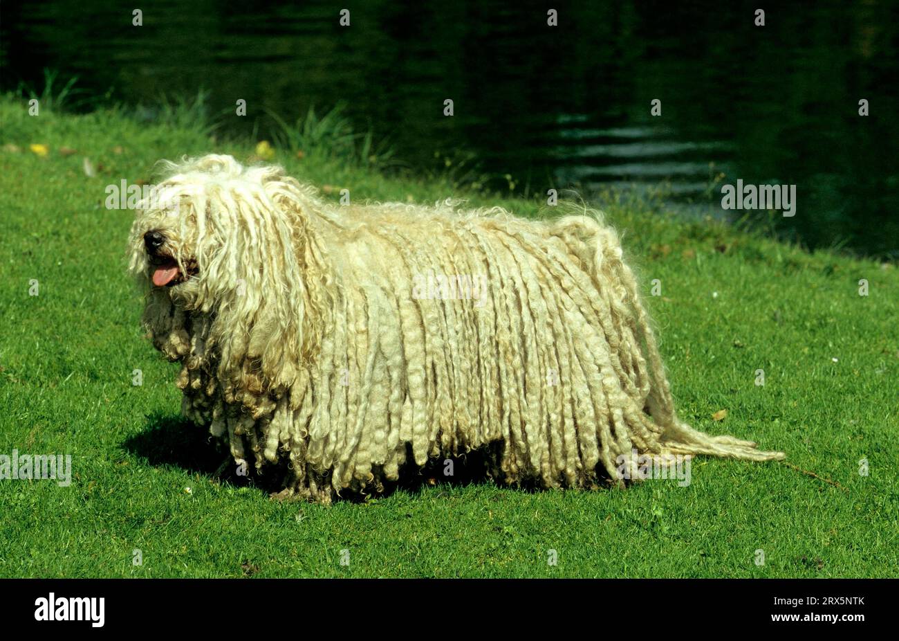 Hungarian puli dog hi-res stock photography and images - Alamy