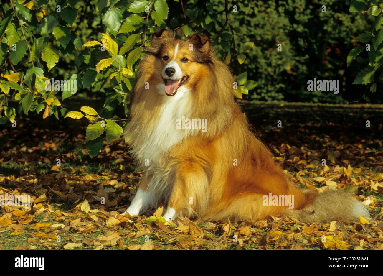 Shetland Sheepdog, Sheltie, 5 years, FCI, Standard No. 88 Stock Photo ...