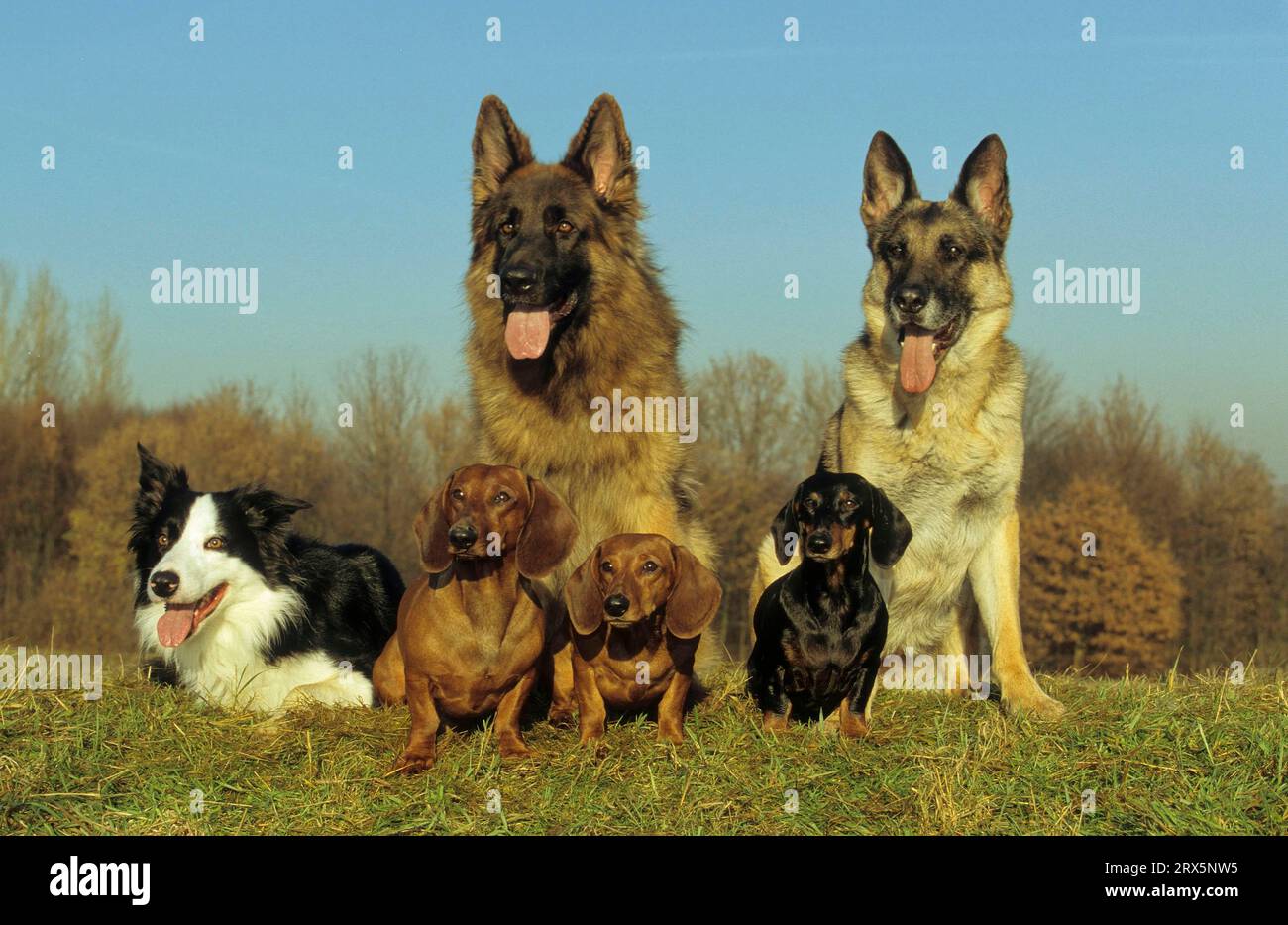 Border Collie FCI, Standard No. 297, Dachshund FCI, Standard No. 148 ...