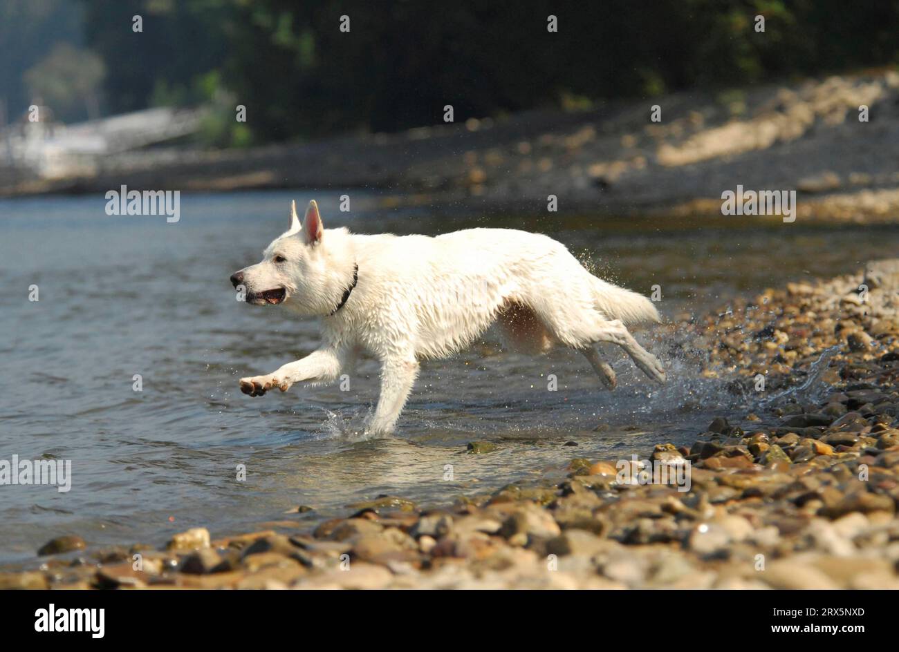 Dog runs through water hi-res stock photography and images - Alamy