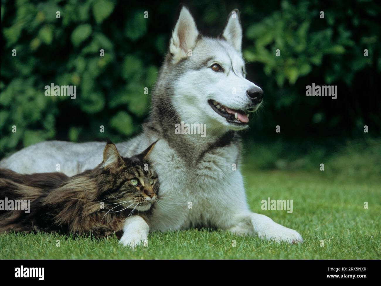Siberian Husky and Maine Coon Cat Stock Photo - Alamy