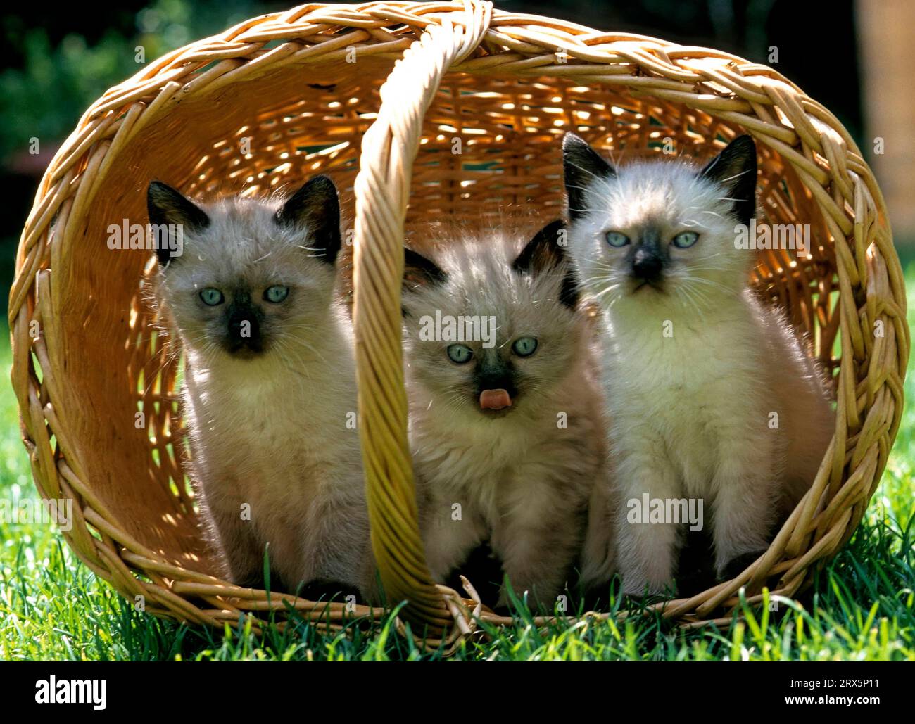 3 three small young kittens, 7 weeks old, Siamese mix in a basket Stock ...