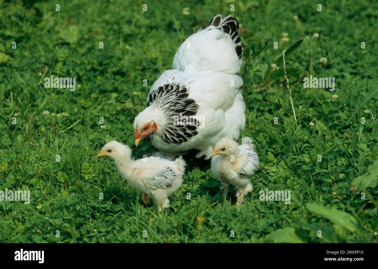 Dwarf brahma hi-res stock photography and images - Alamy