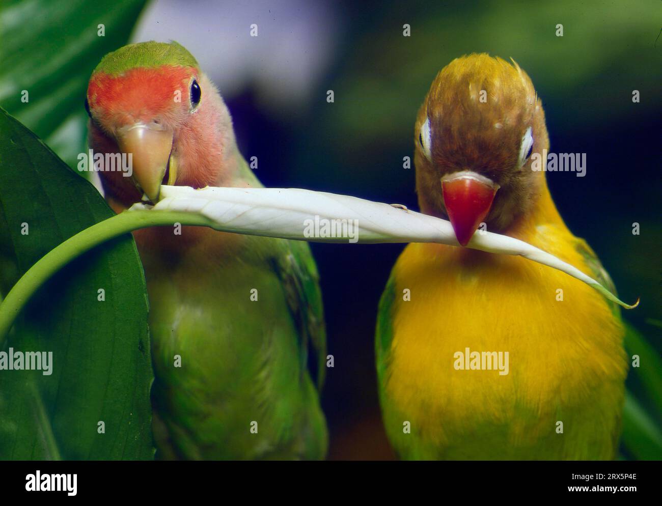 African parrots hi-res stock photography and images - Alamy