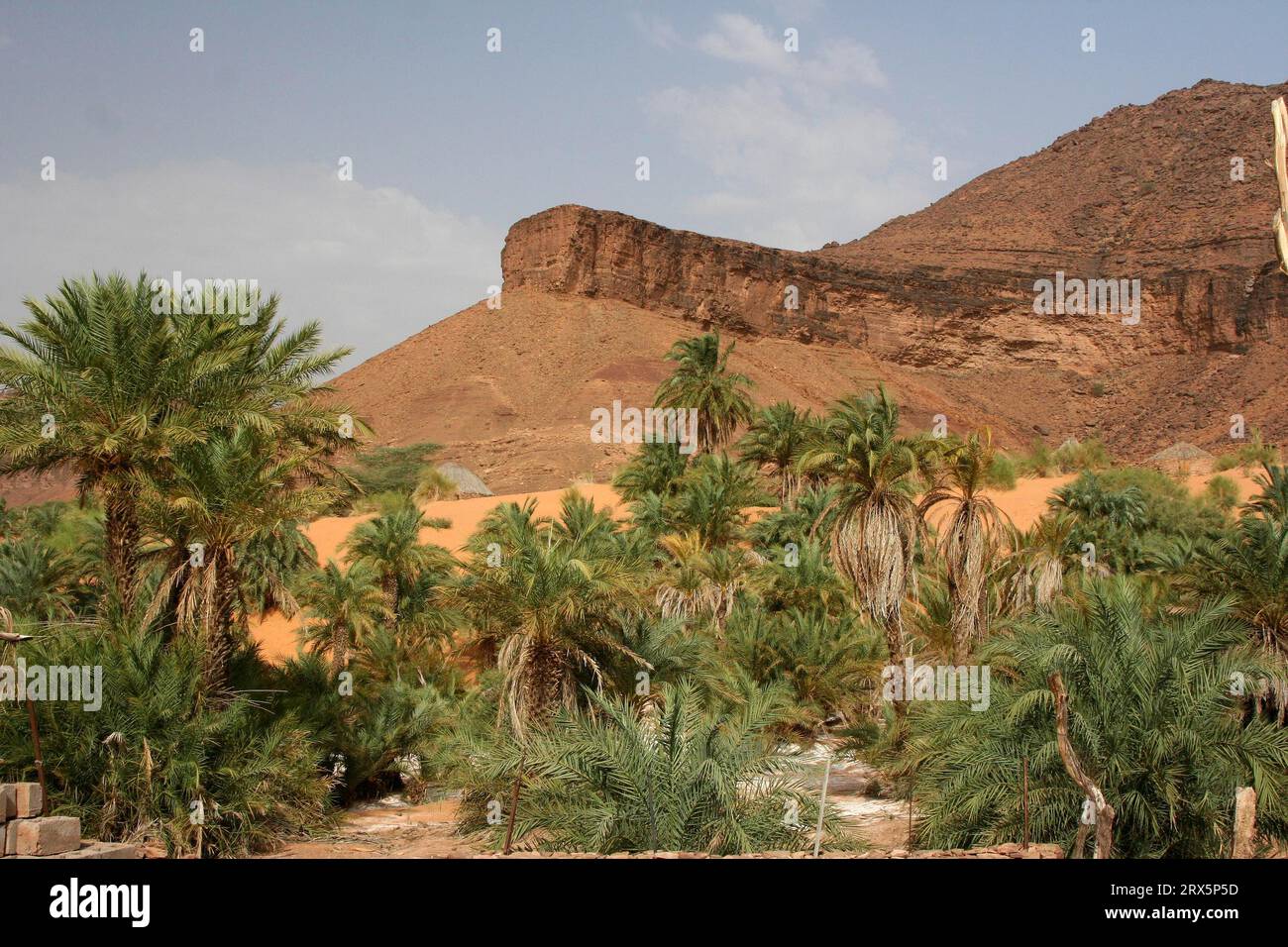 Palm trees in the Terjit oasis in the Mauritanian desert near Atar ...