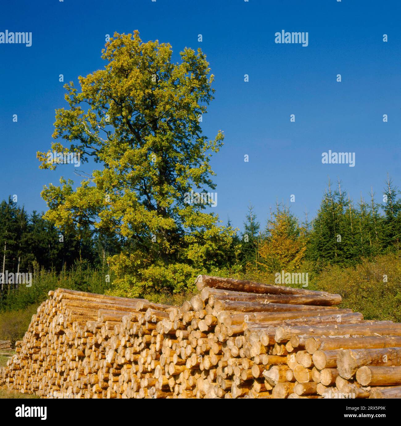 Cut tree trunks on the forest path Stock Photo - Alamy