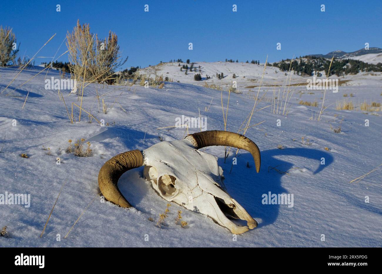 Bighorn sheep (Ovis canadensis) in the ice desert, skeleton, winter ...