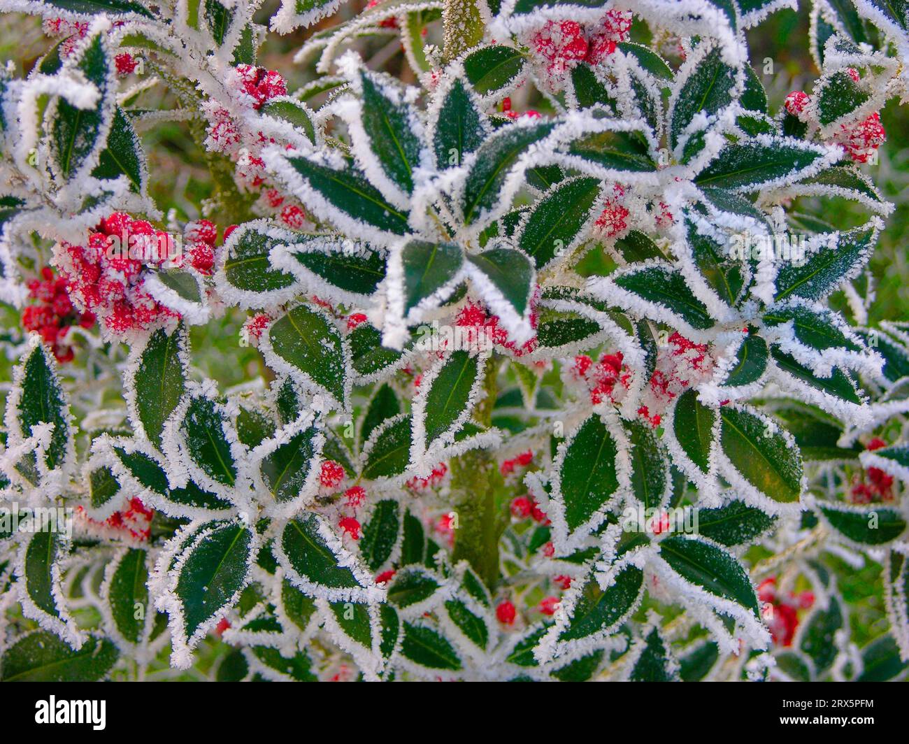 Holly, holly, also common holly (Ilex aquifolium), holly or after the ...