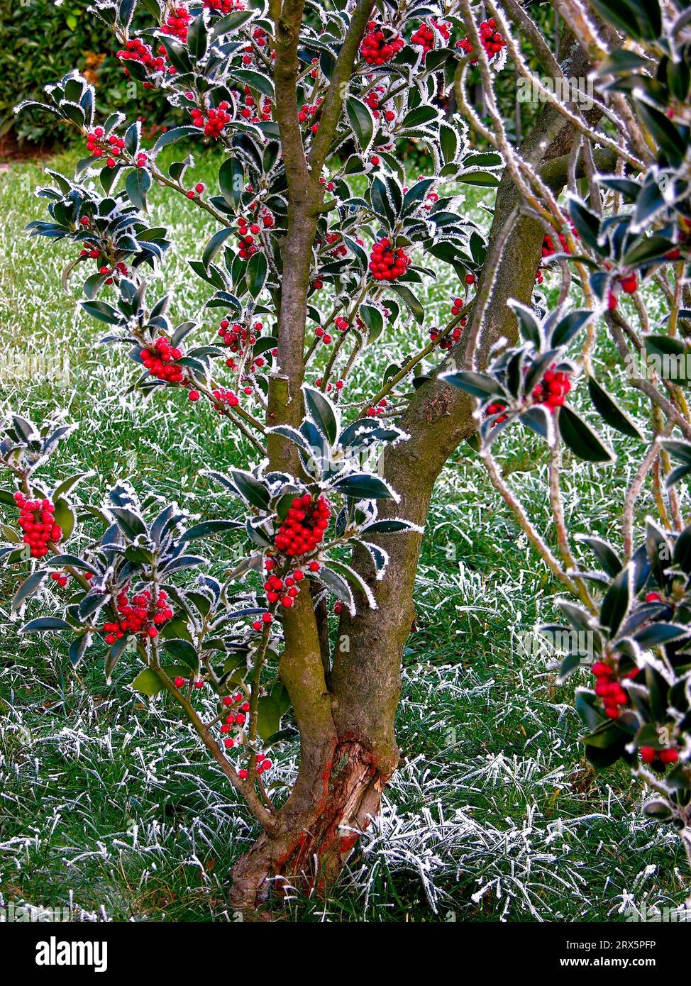 Holly, holly, also common holly (Ilex aquifolium), holly or after the ...