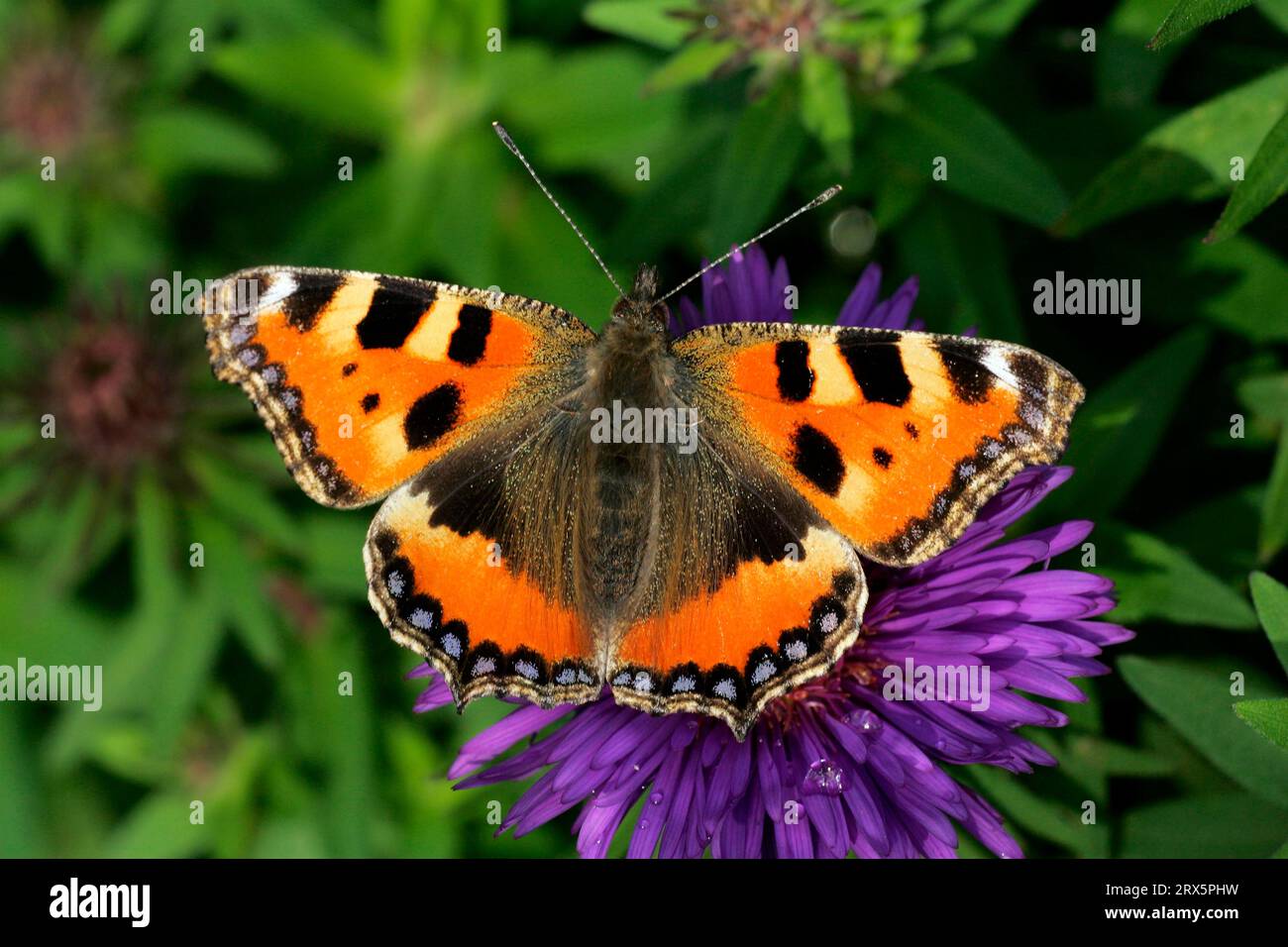 Nettle butterfly hi-res stock photography and images - Alamy