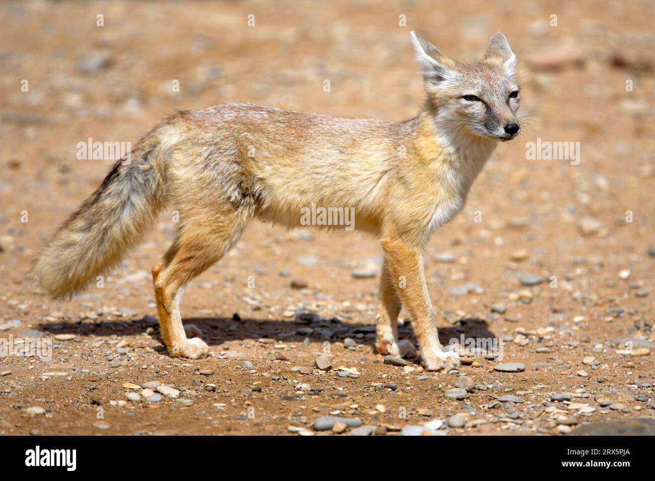 Corsac fox (Vulpes corsac), Corsac, Corsican steppe fox Stock Photo - Alamy