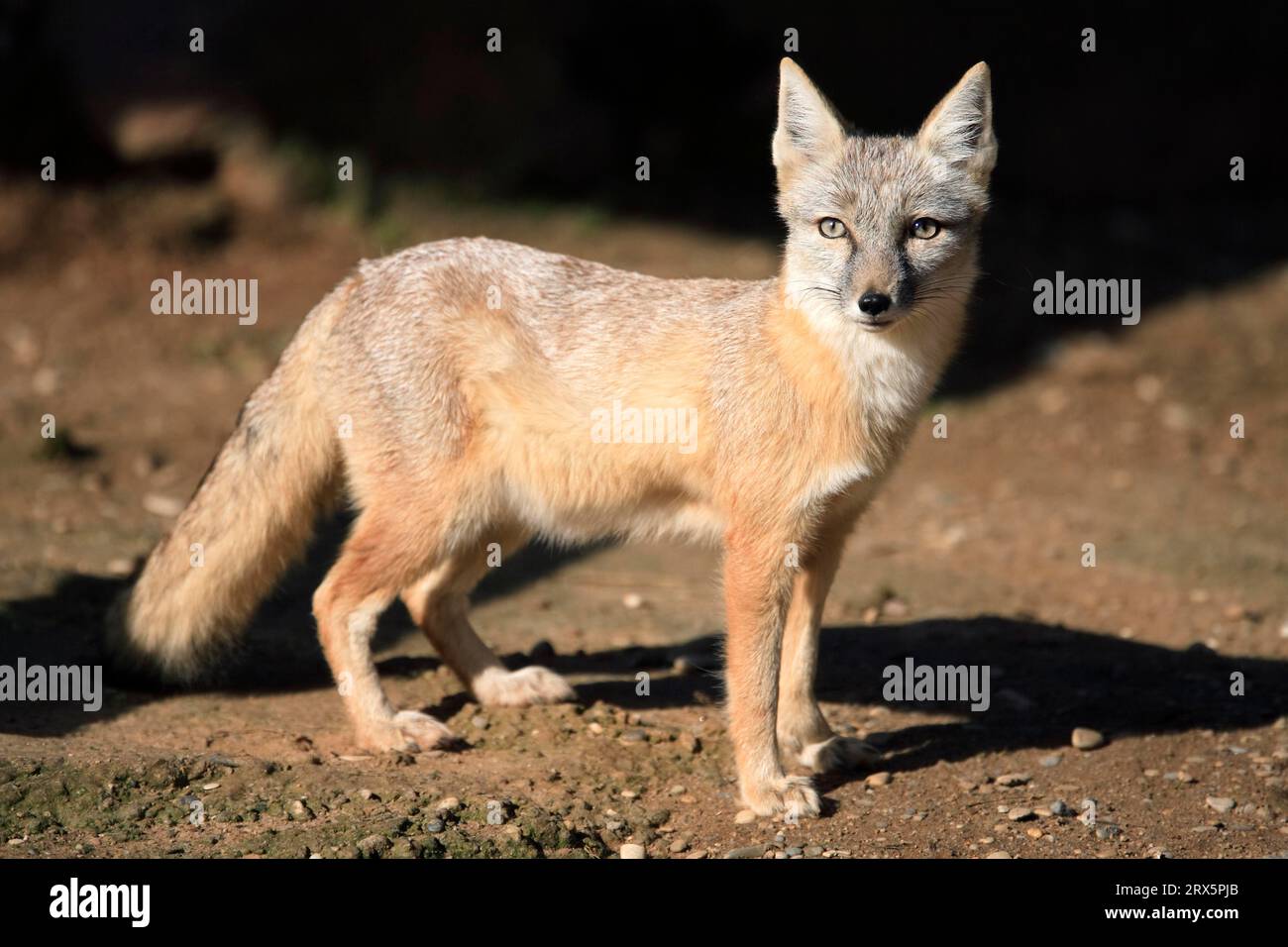 Corsac fox (Vulpes corsac), Corsac, Corsican steppe fox Stock Photo - Alamy