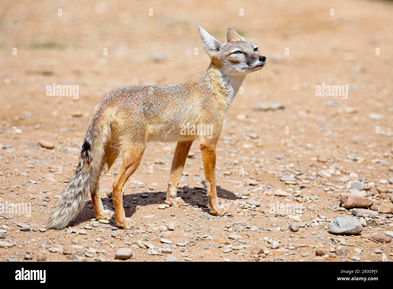 Corsican dog hi-res stock photography and images - Alamy