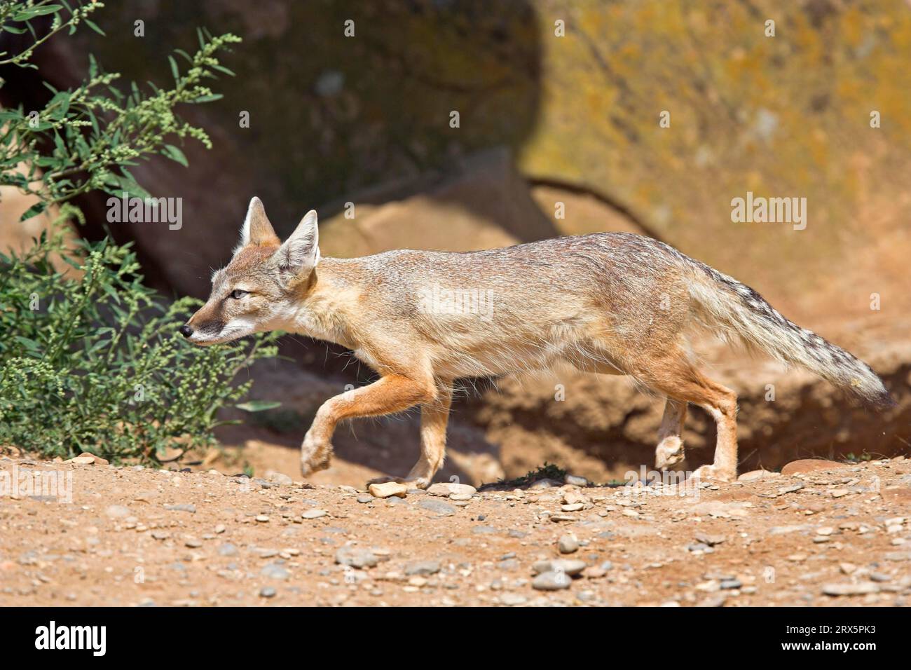 Corsac fox (Vulpes corsac), Corsac, Corsican steppe fox Stock Photo - Alamy