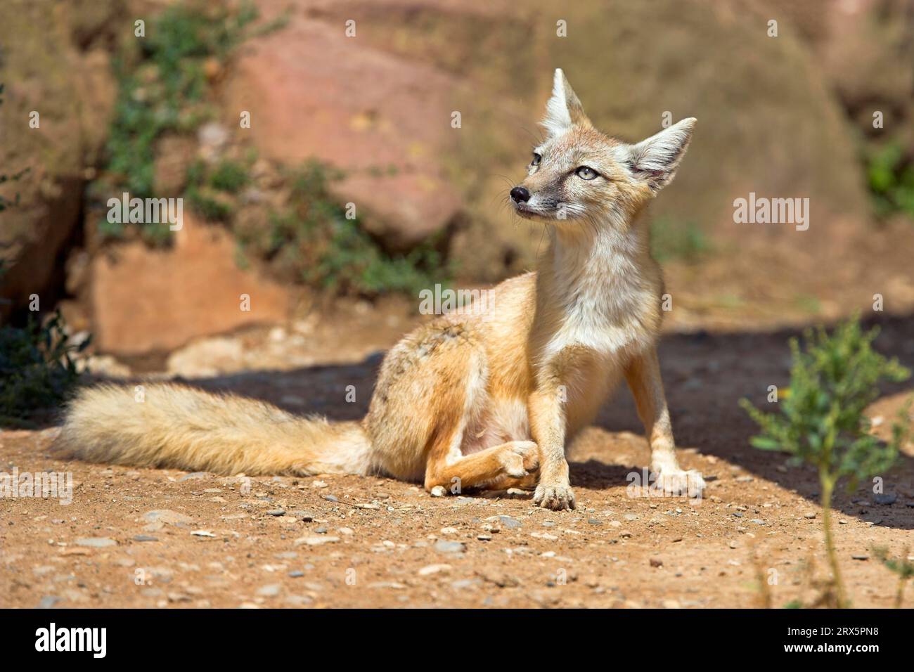 Corsican dog hi-res stock photography and images - Alamy