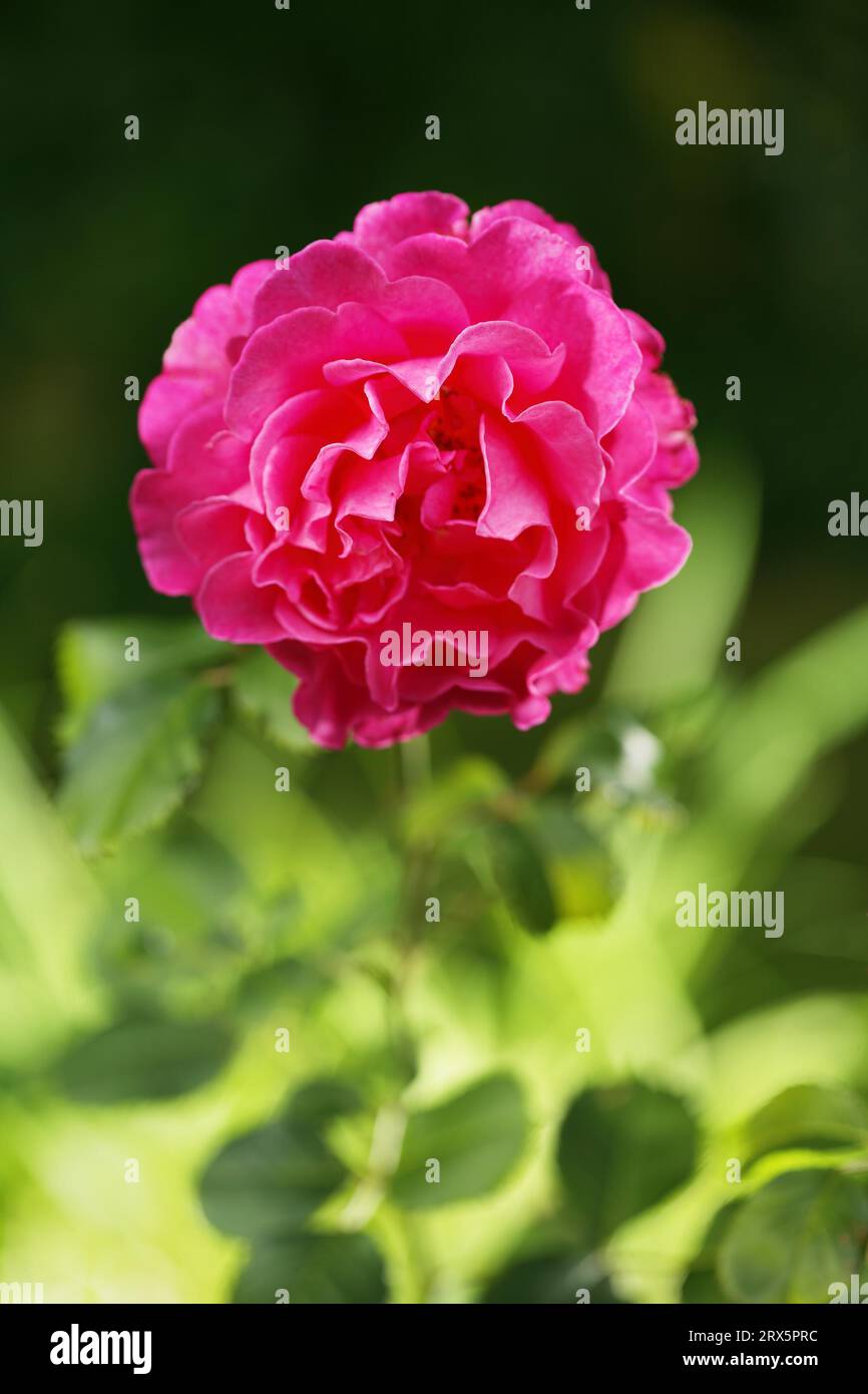 Short depth of field plant hi-res stock photography and images - Alamy