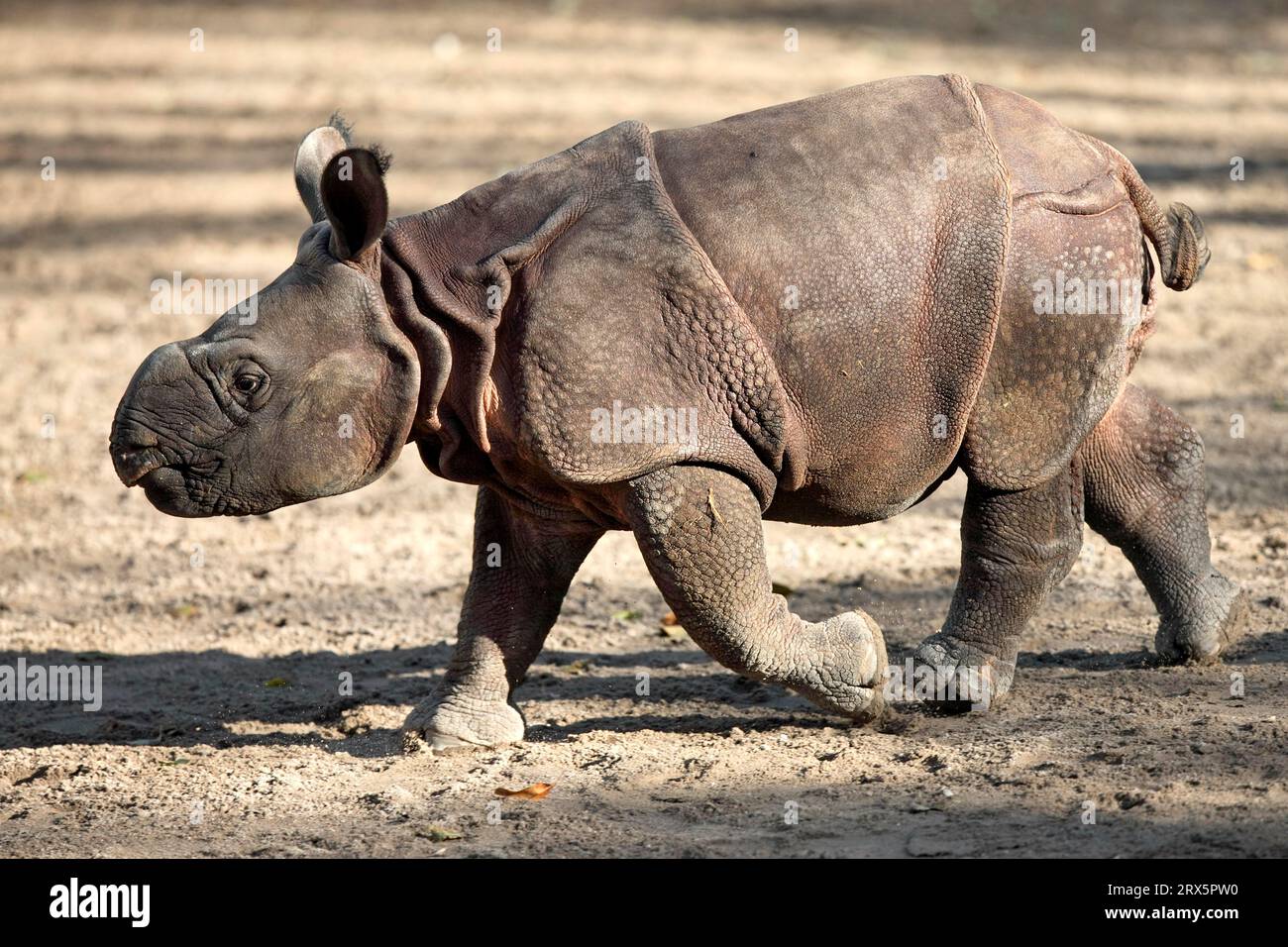 Rhinocerus unicornis, Great Indian rhinoceros, captive, Germany, 3 ...
