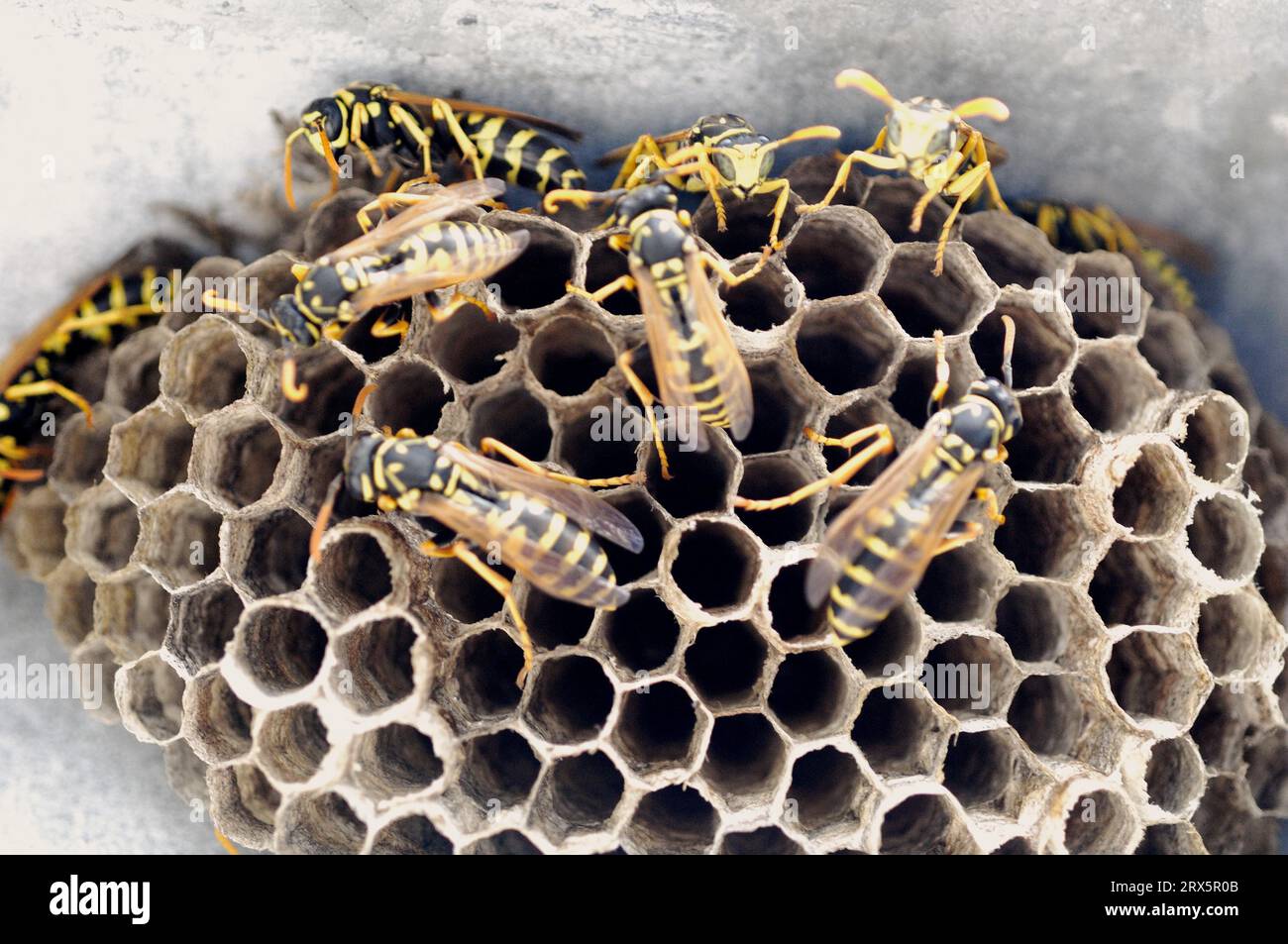 Wasps with nest, honeycomb Stock Photo - Alamy