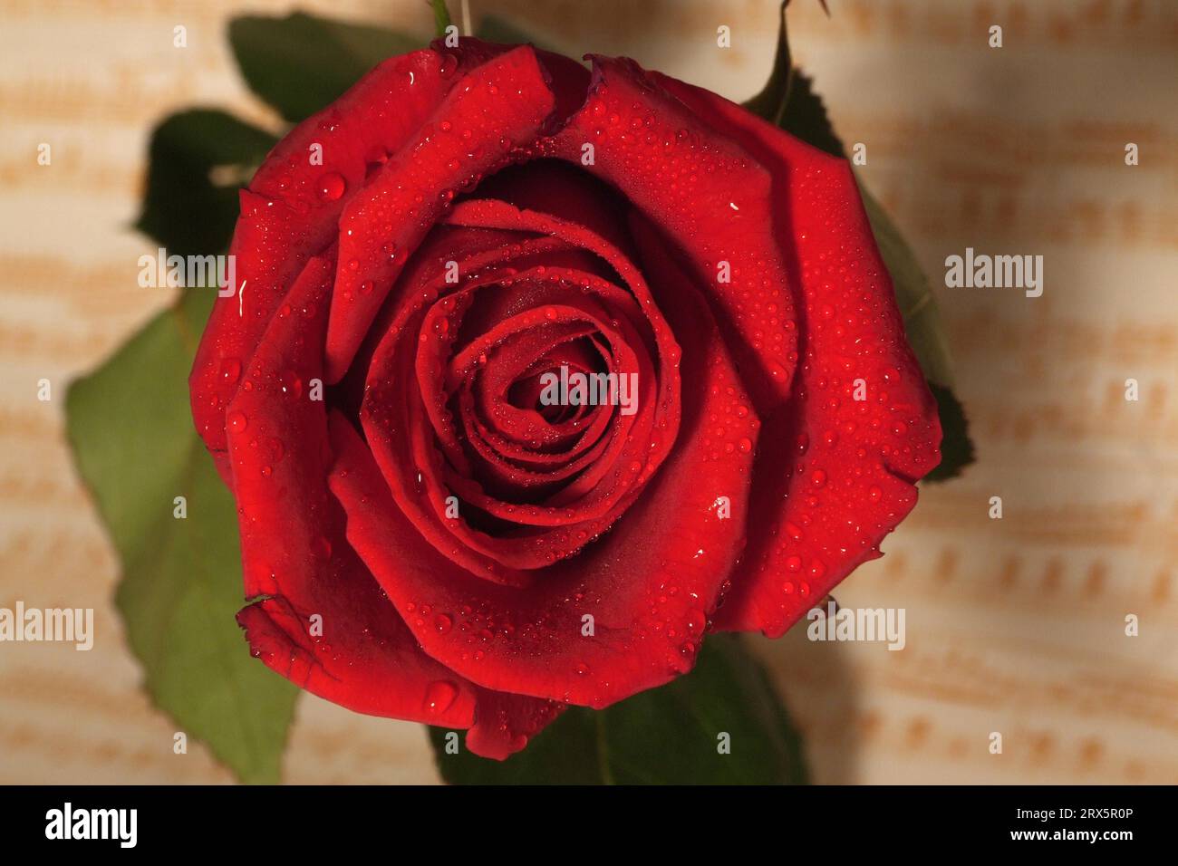 Rose fascination hi-res stock photography and images - Alamy