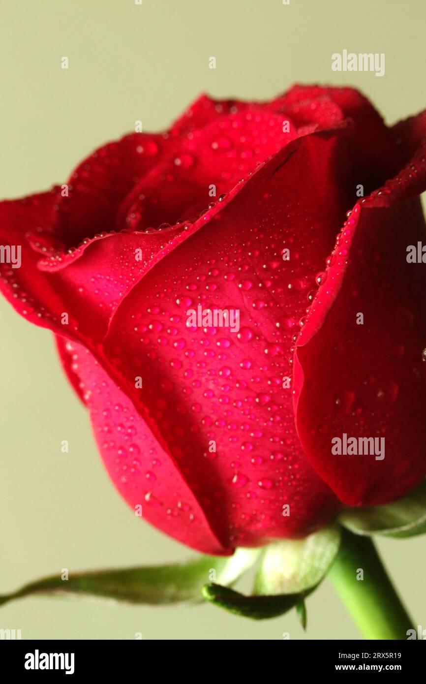 Rose fascination hi-res stock photography and images - Alamy