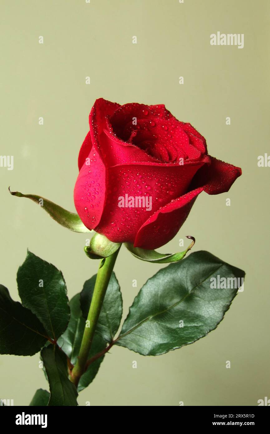 Rose fascination hi-res stock photography and images - Alamy