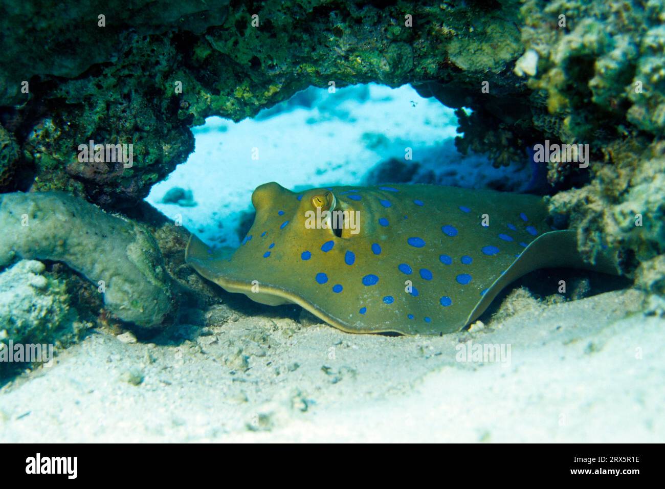 Blue-spotted stingray, Mangrove Bay, Red Sea near El Quseir, Egypt ...