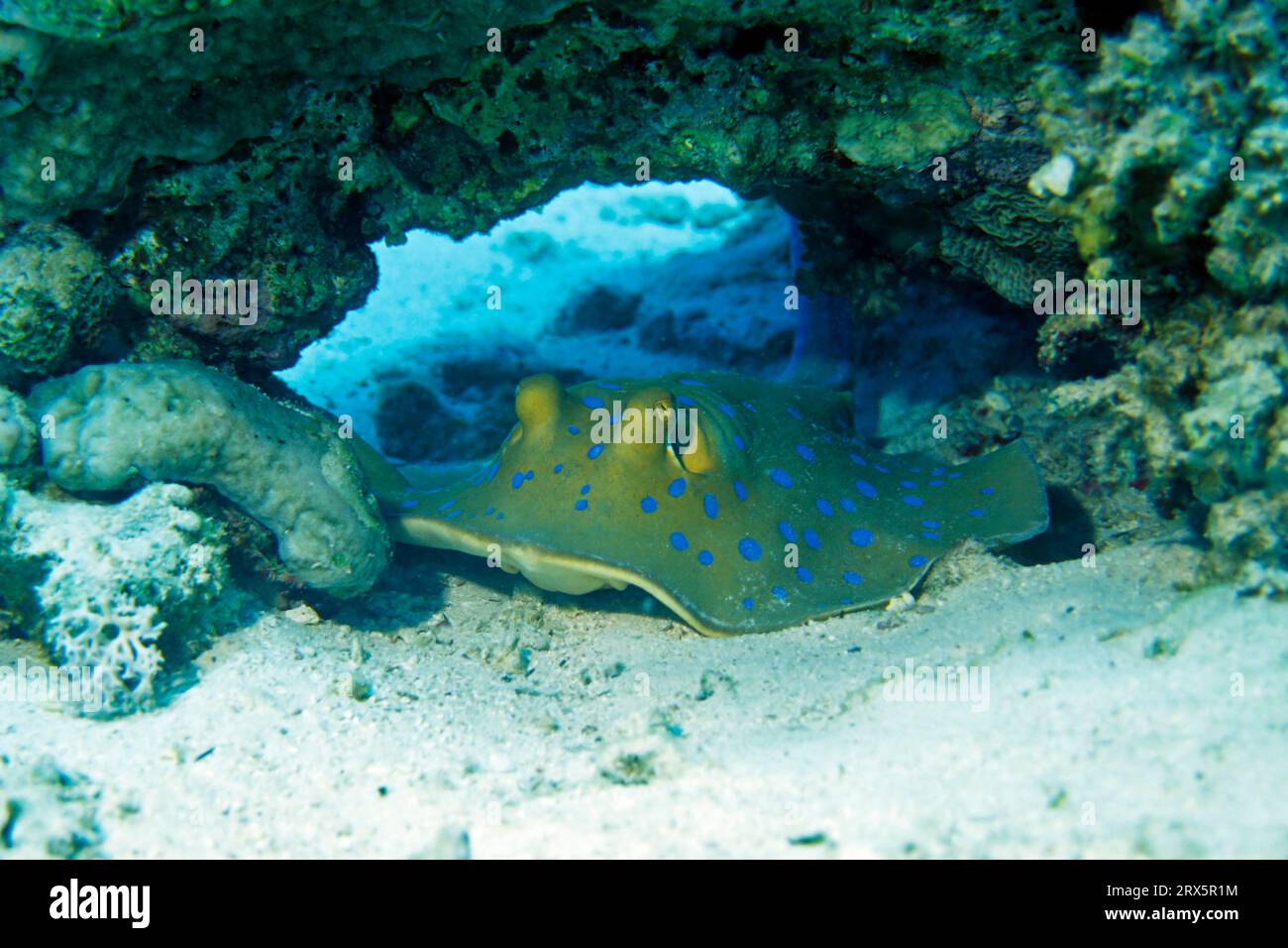 Blue-spotted stingray, Red Sea Egypt Stock Photo - Alamy