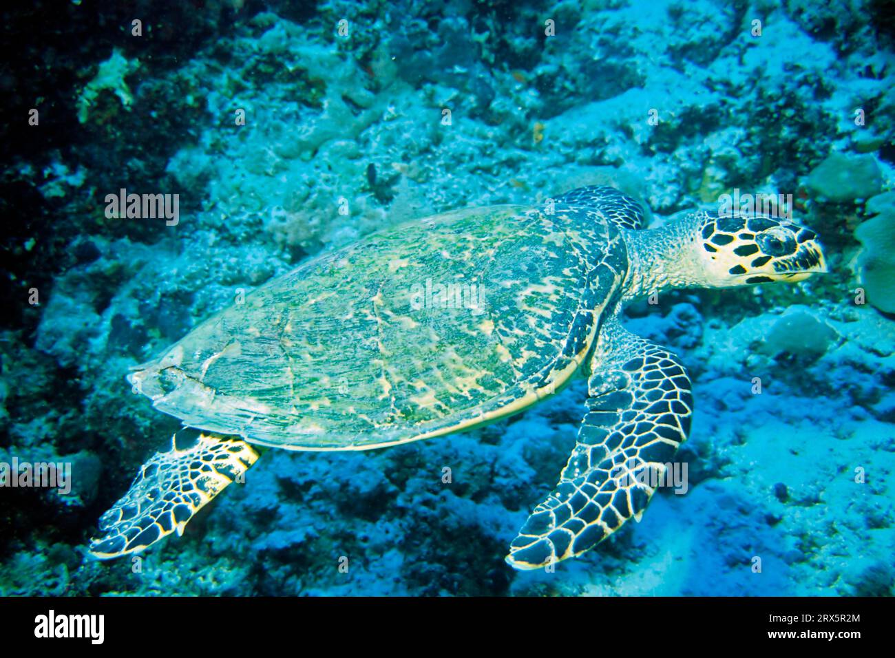 Sea turtle, Maldives Stock Photo - Alamy