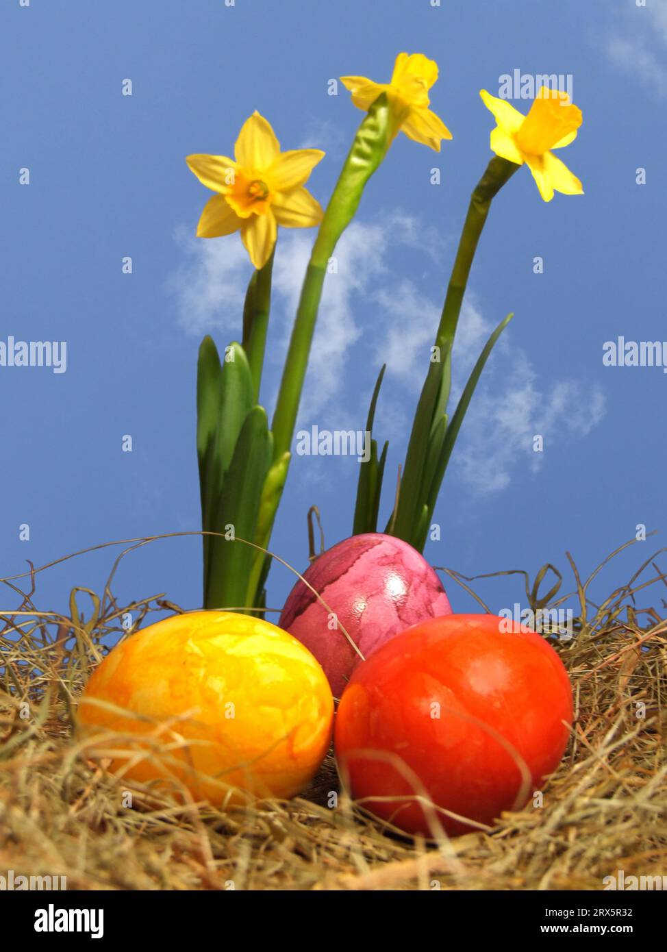 Three Easter eggs in a nest in front of daffodils and sky Stock Photo ...
