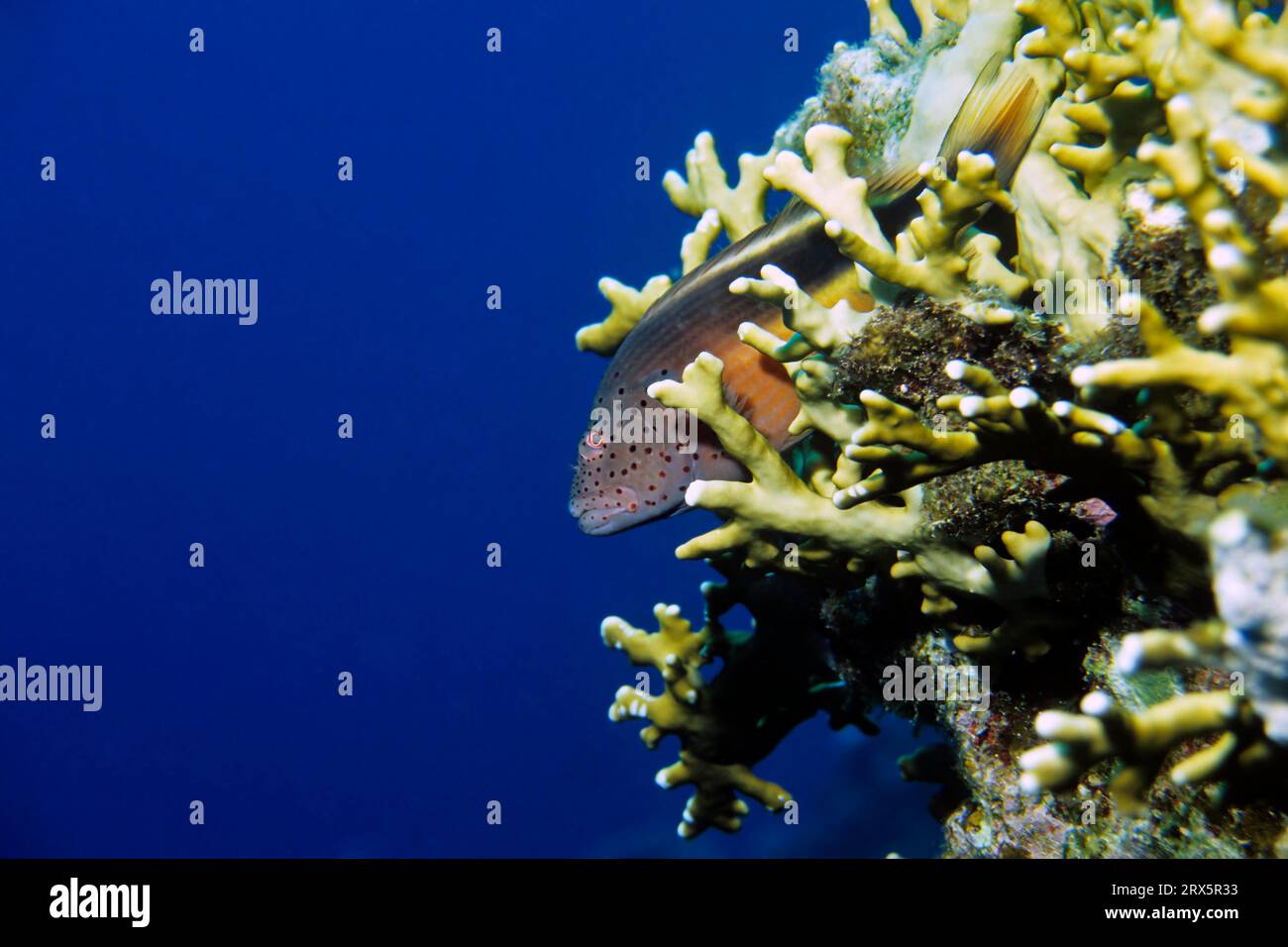 Striped coral sentinel, El Quseir, Red Sea, Egypt Stock Photo - Alamy