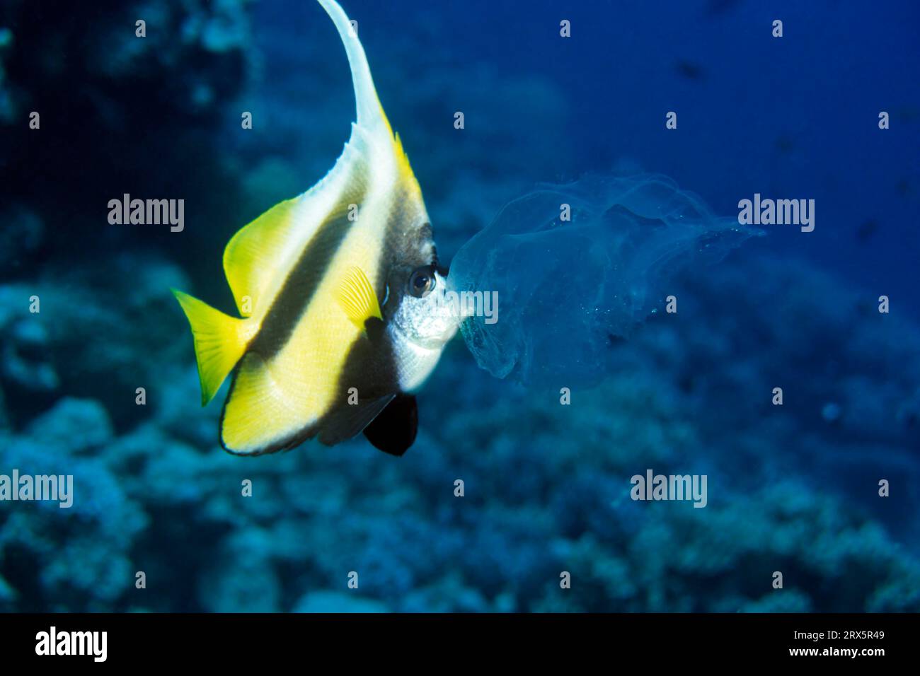 Pennant fish hi-res stock photography and images - Alamy