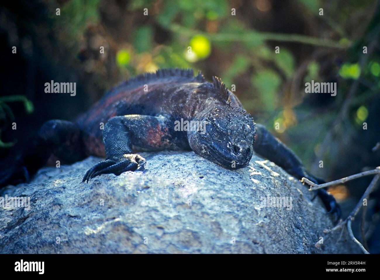 Amphibian sleeping hi-res stock photography and images - Alamy