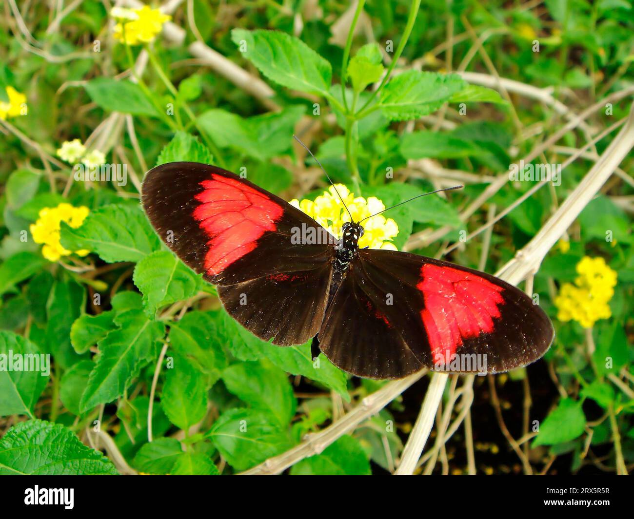 Red postman (Heliconius erato Stock Photo - Alamy