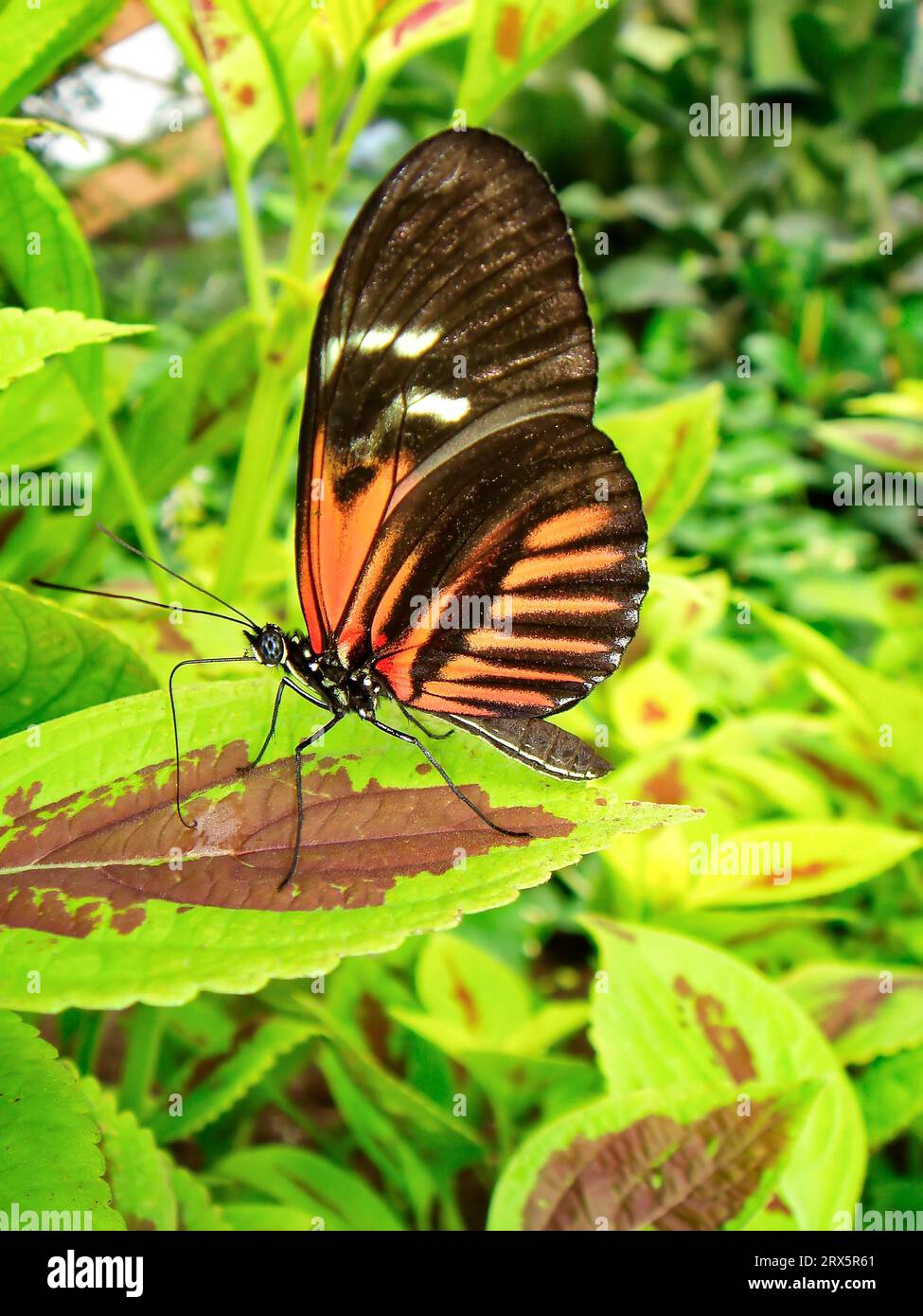 Falter photography hi-res stock photography and images - Alamy