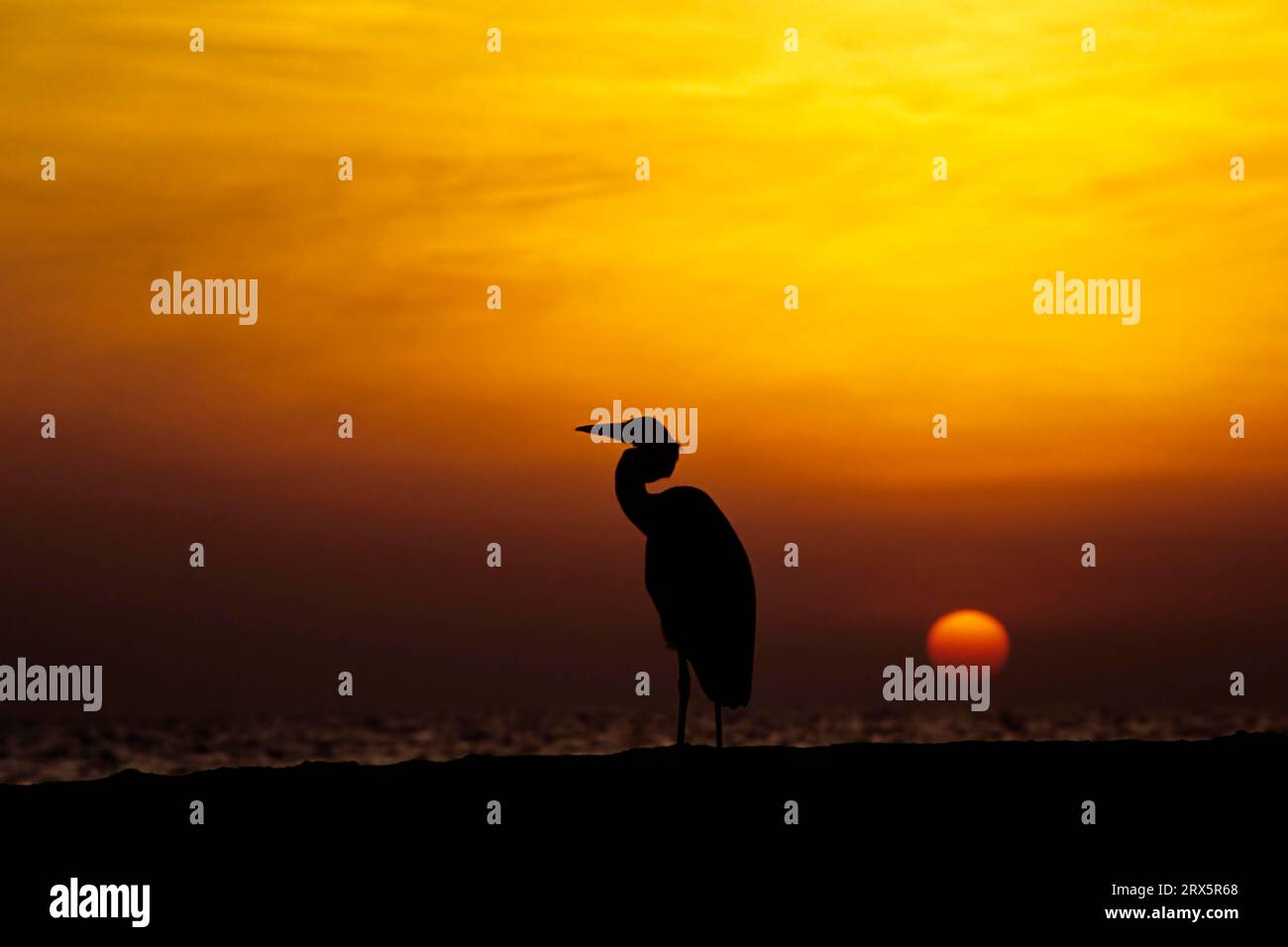 Herons in the sunset, Ellaidhoo, Maldives, Ari Atoll Stock Photo - Alamy