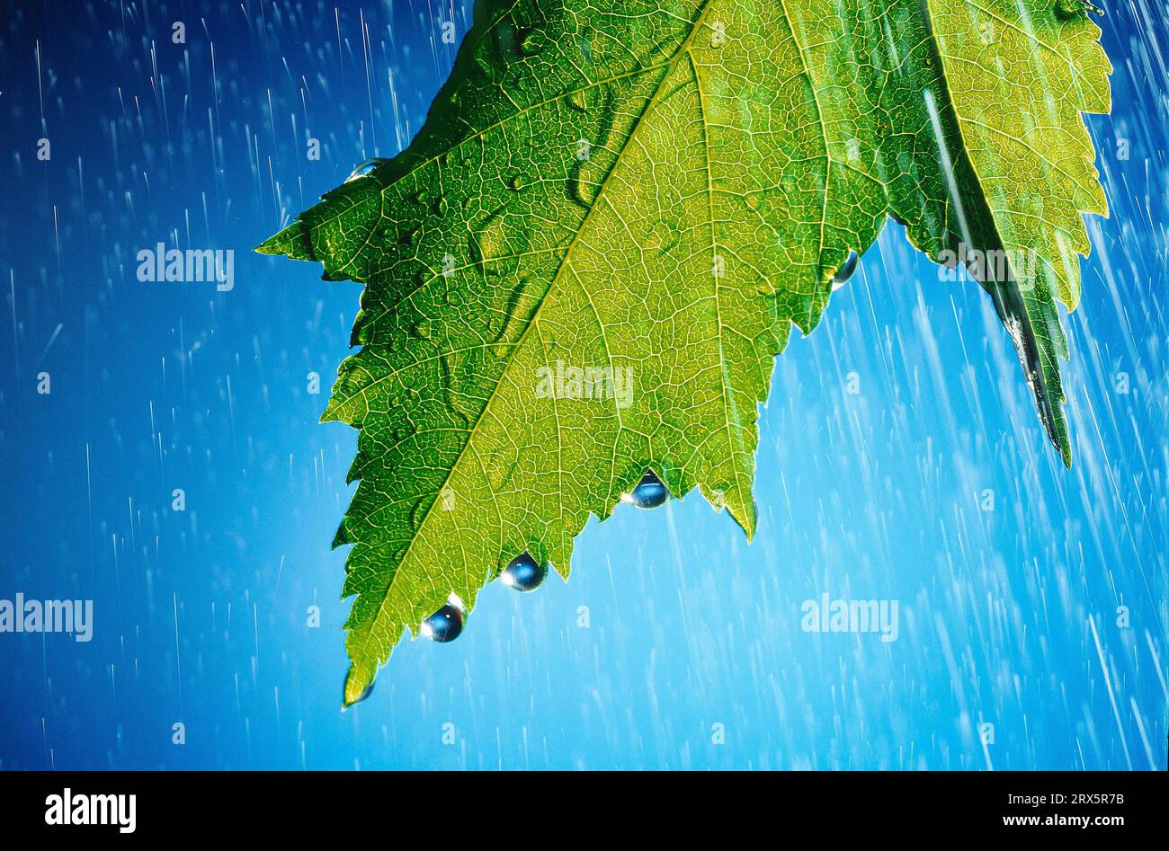 Rain water conservation hi-res stock photography and images - Alamy