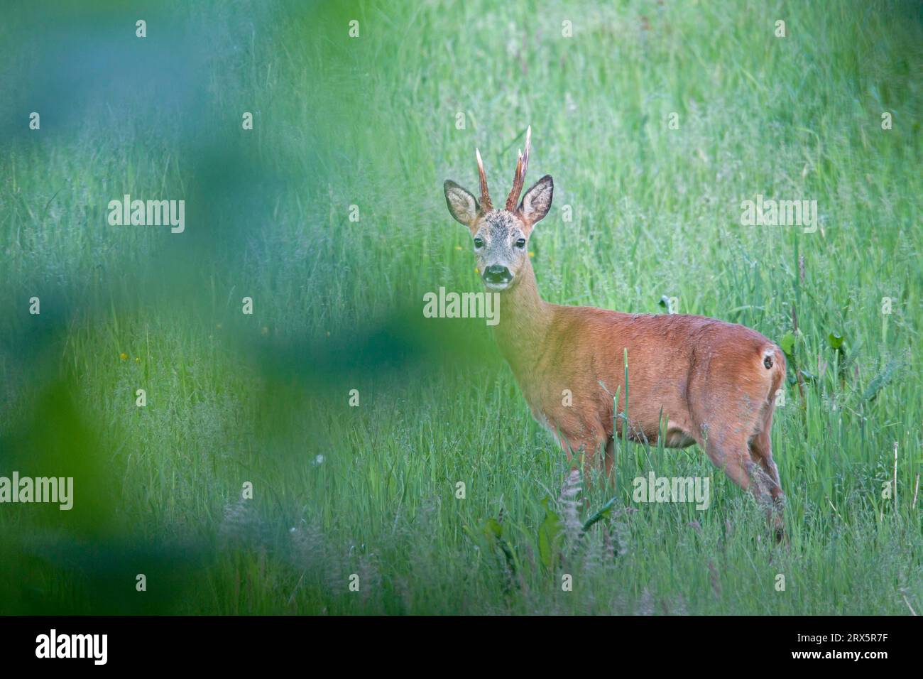 European roe deer (Capreolus capreolus), the females can be ...