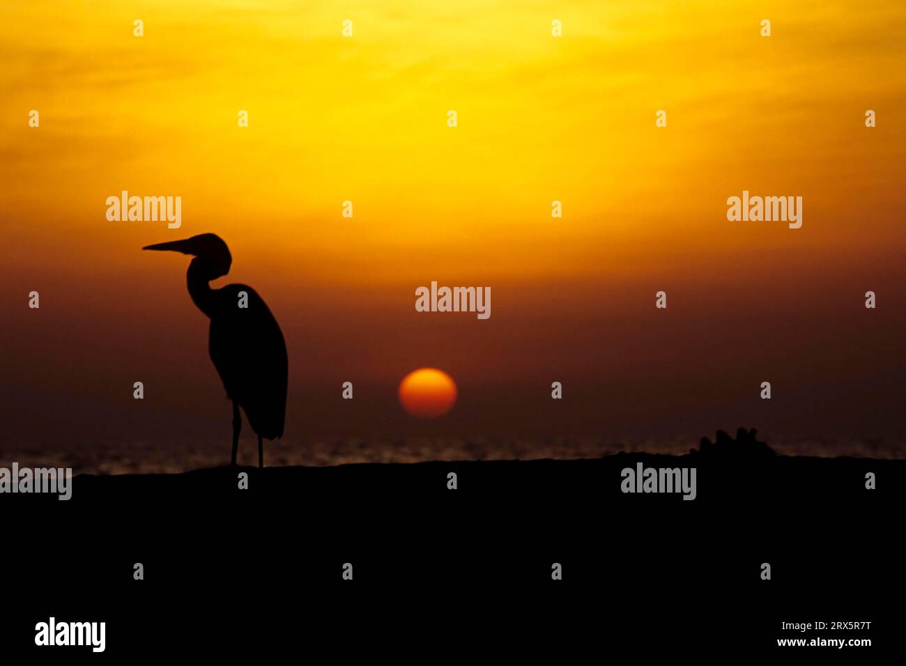 Herons in the sunset, Ellaidhoo, Maldives, Ari Atoll Stock Photo - Alamy