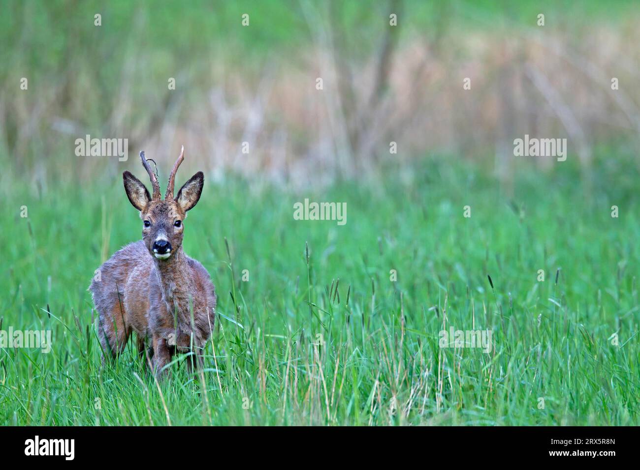 European roe deer (Capreolus capreolus) in bad medical condition ...
