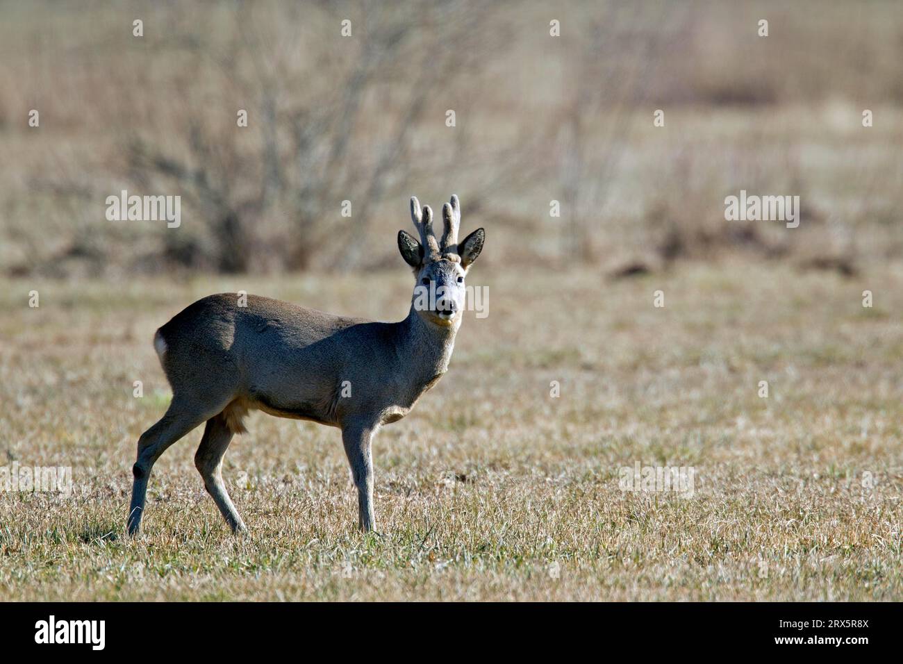 European roe deer (Capreolus capreolus), after 5, 6 months the milk ...