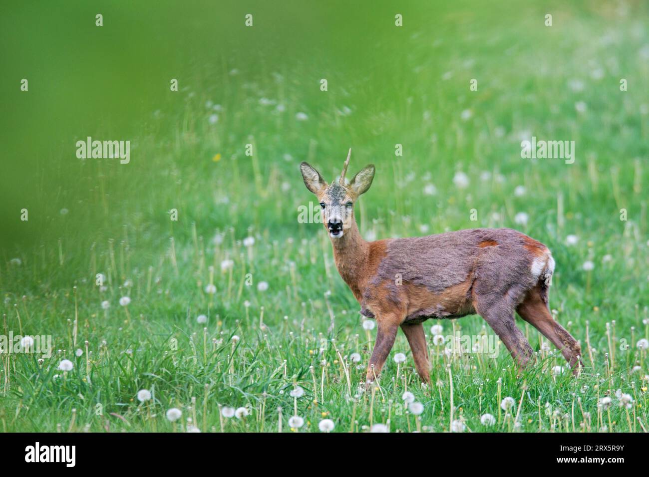 European roe deer (Capreolus capreolus) are very adaptable and in ...