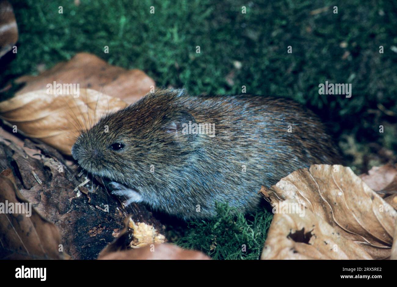 Earth vole hi-res stock photography and images - Alamy