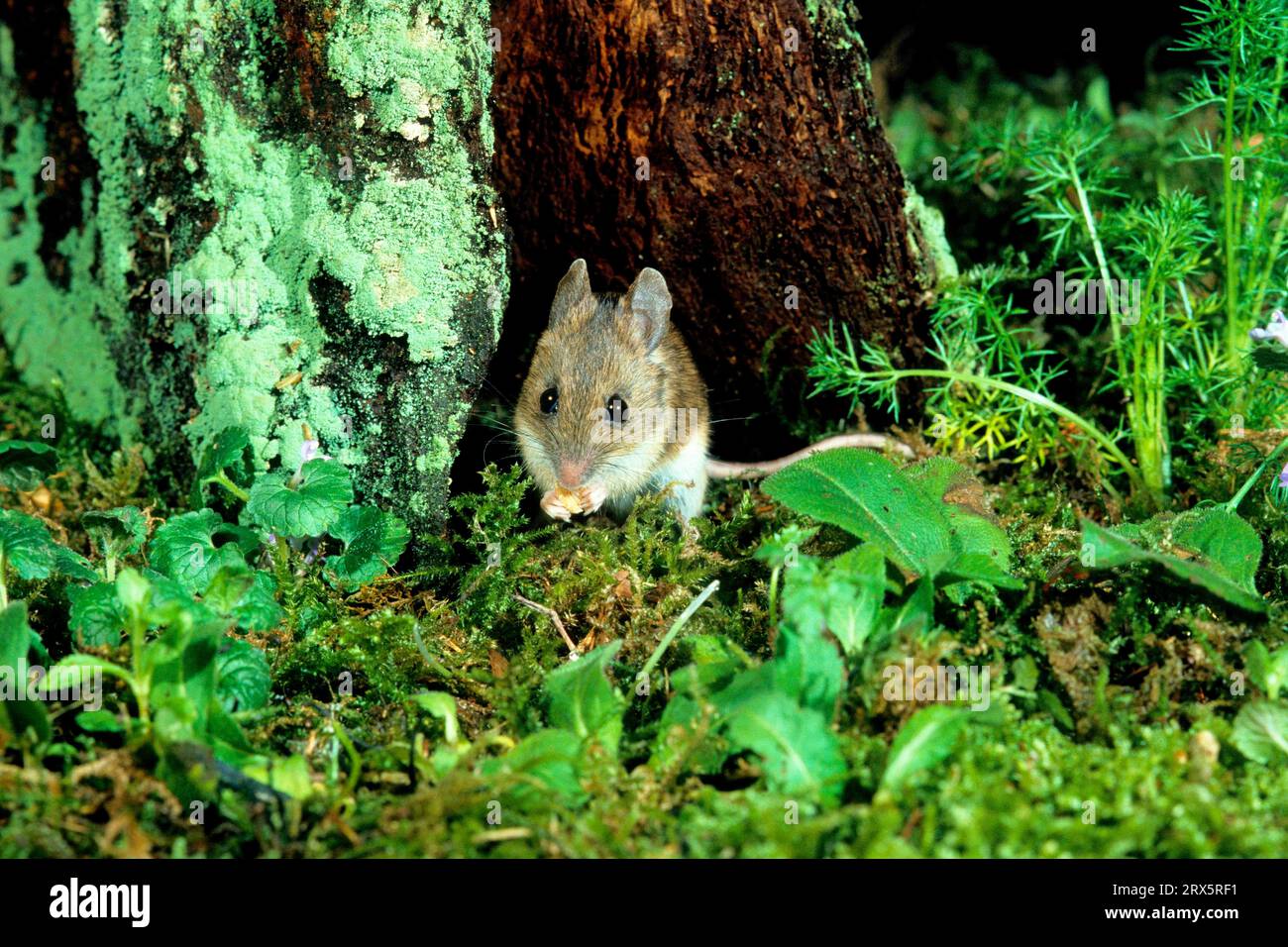 Wood mouse foraging hi-res stock photography and images - Alamy