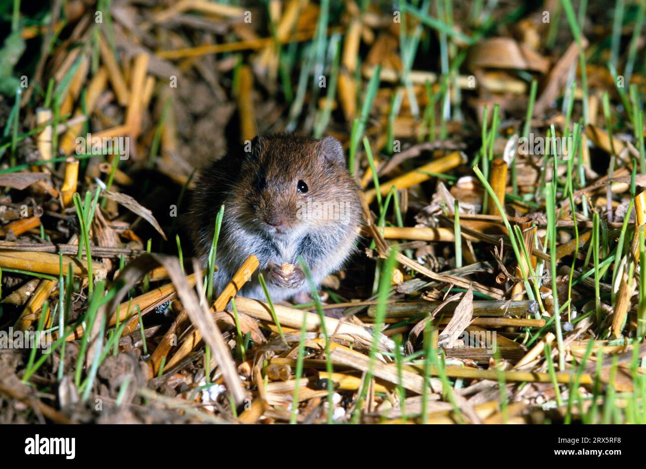 Europe mouse hi-res stock photography and images - Alamy